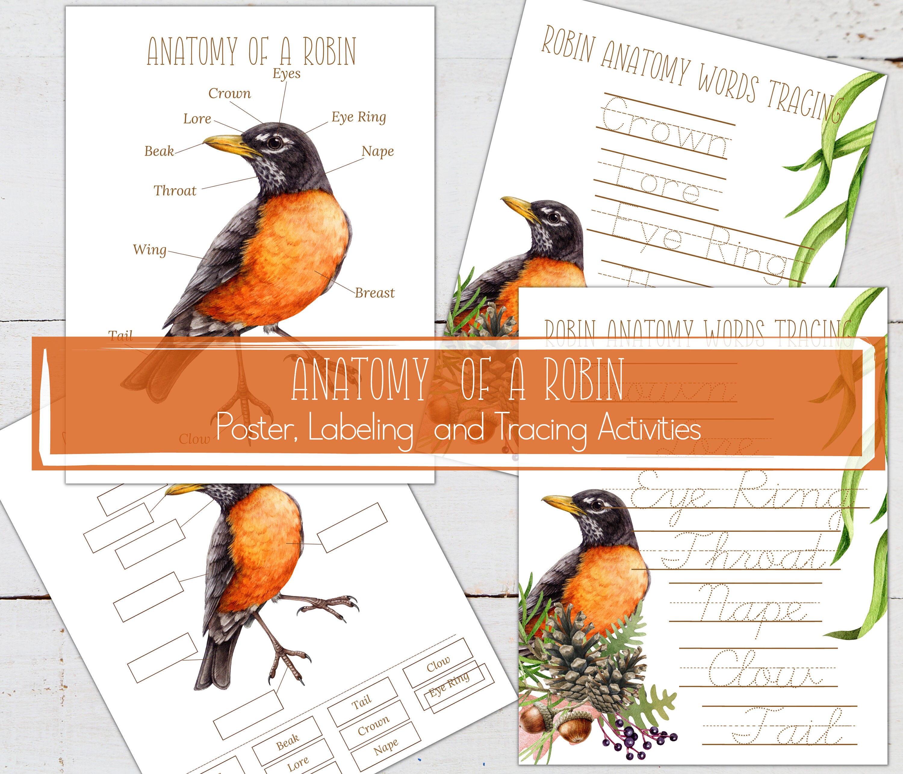 American Robin Unit Study: Homeschool Science Printable (instant ...