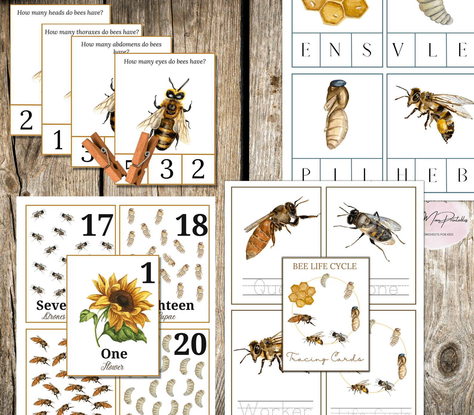 Honey Bees and Beekeeping Study Unit Life Cycle Anatomy - Etsy