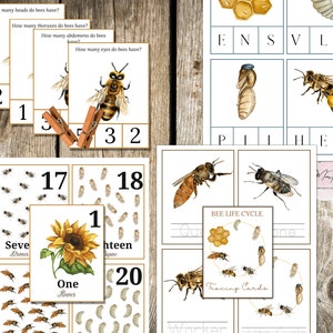 Honey Bees and Beekeeping Study Unit Life Cycle Anatomy - Etsy