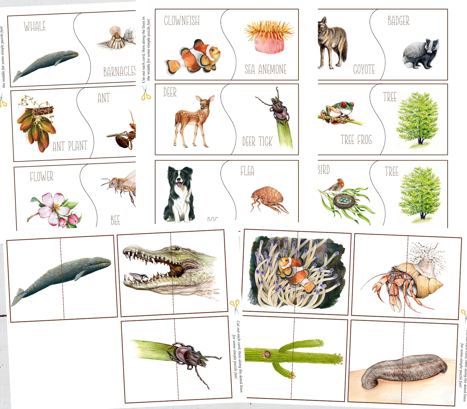 Symbiosis in Nature Unit Study: Homeschool Science (instant Download ...