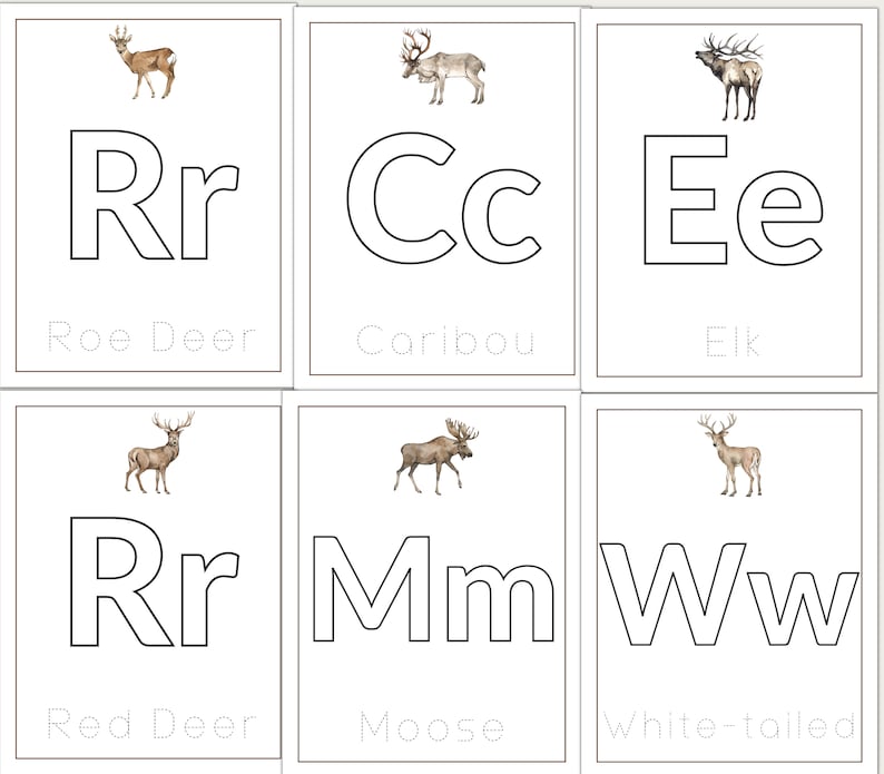 DEER Unit Study Life Cycle Anatomy Nature Study Science - Etsy
