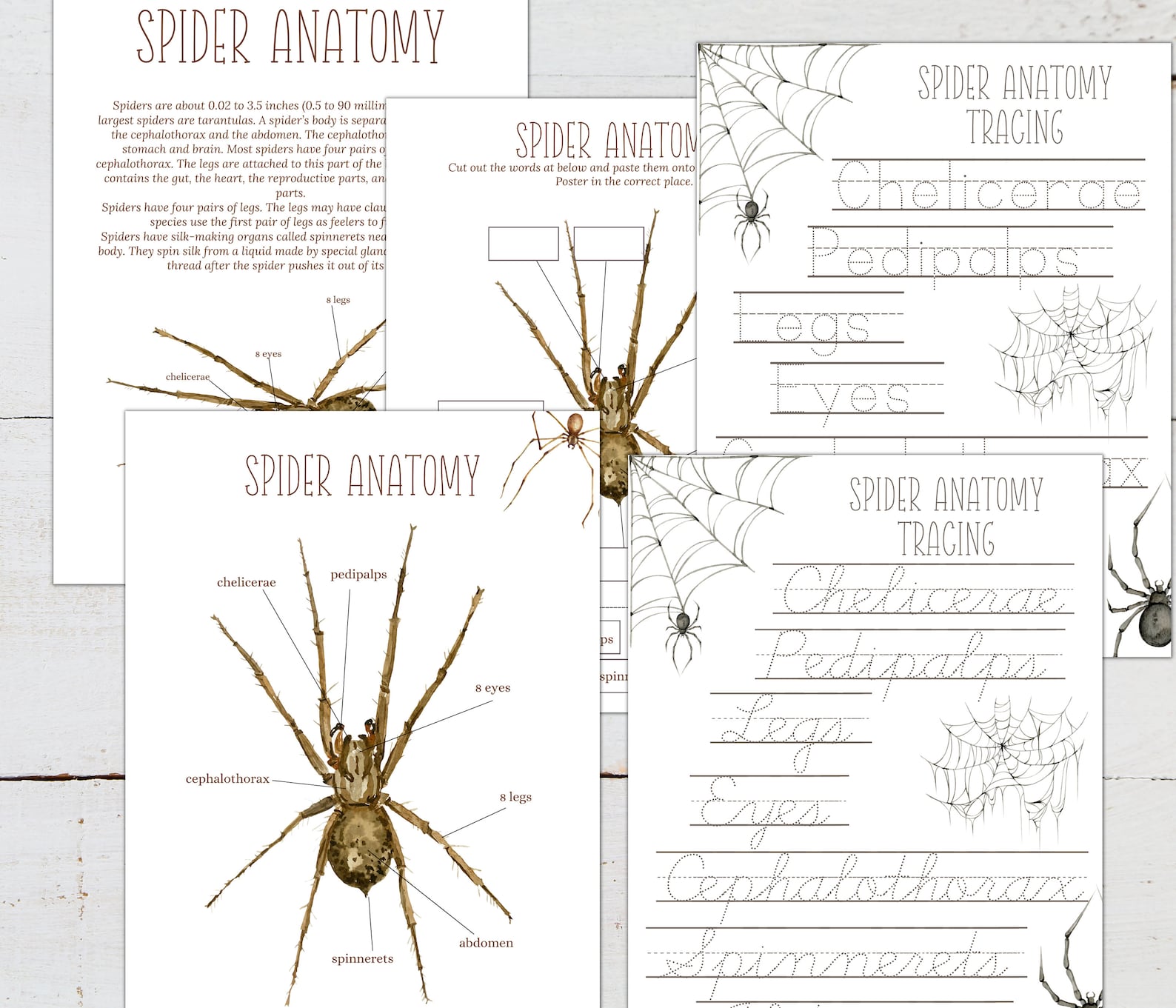 Spider Unit Study: Life Cycle, Anatomy, Homeschool Printable (instant ...