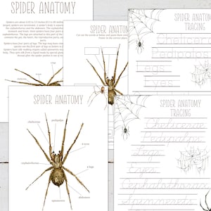 Spider Unit Study: Life Cycle, Anatomy, Homeschool Printable (instant ...