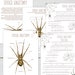 SPIDER Unit Study, Life Cycle, Anatomy, Nature Study, Science ...