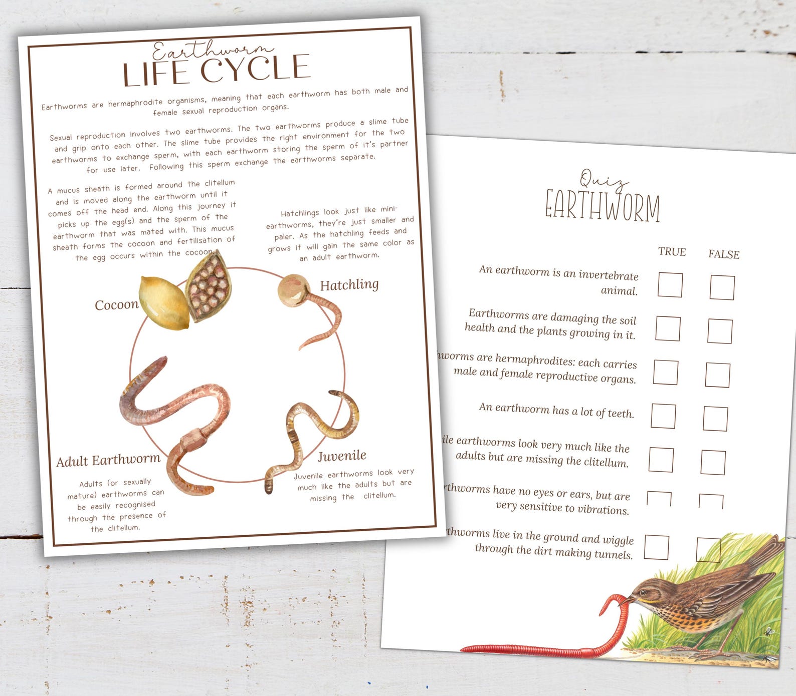 EARTHWORM Study Unit, Life Cycle, Anatomy, Nature Study, Science ...