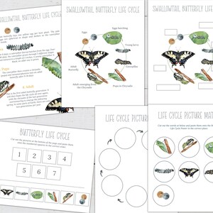 Swallowtail BUTTERFLY Unit Study, Life Cycle, Anatomy, Nature Study ...