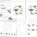 Swallowtail Butterfly Unit Study: Homeschool Nature Printable (instant ...
