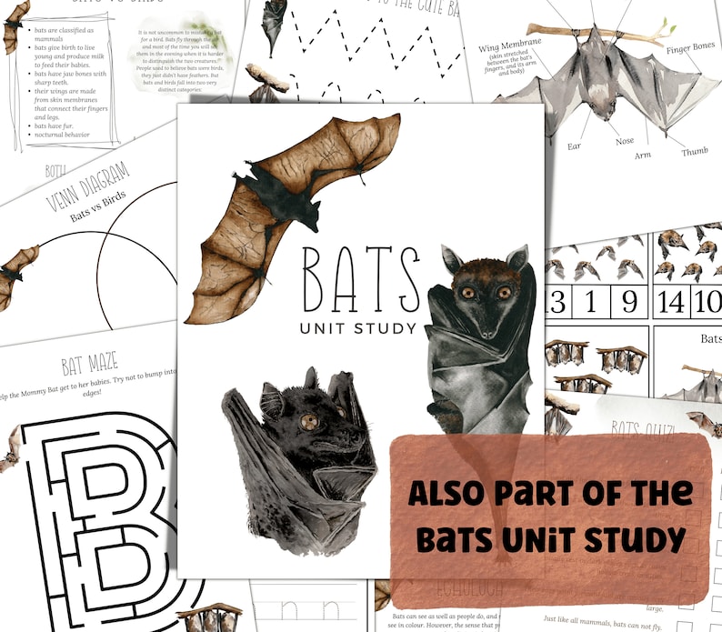 BATS Vs BIRDS Venn Diagram Activity Homeschool Montessori - Etsy