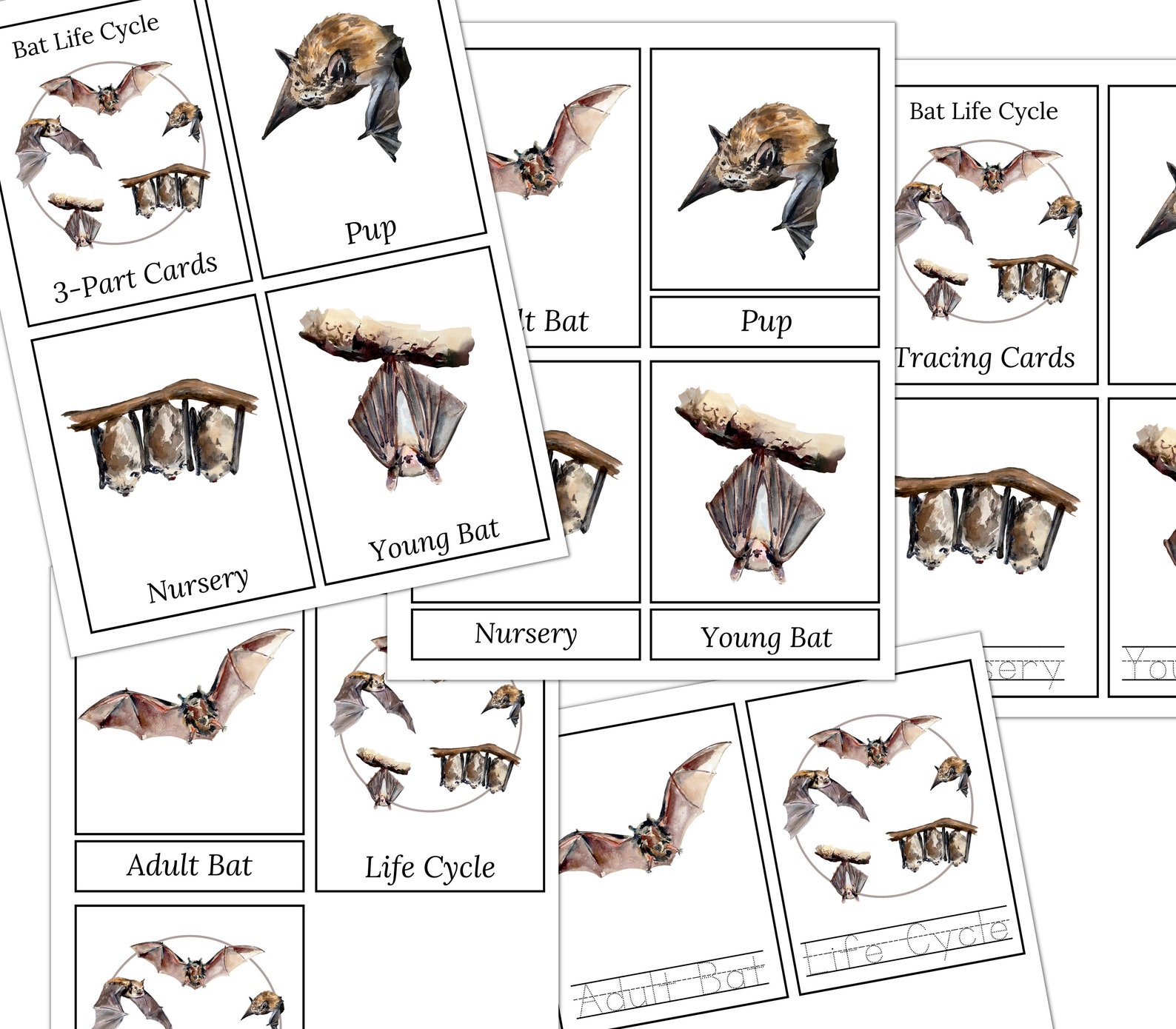 BATS Unit Study Life Cycle Anatomy Nature Study Science - Etsy
