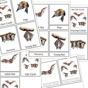 BATS Unit Study Life Cycle Anatomy Nature Study Science - Etsy