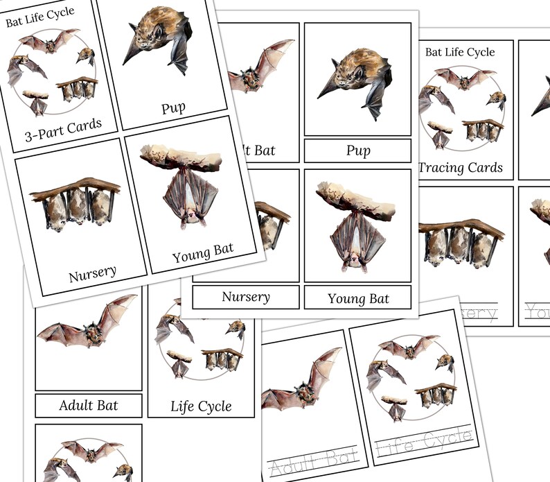 BATS Unit Study Life Cycle Anatomy Nature Study Science - Etsy