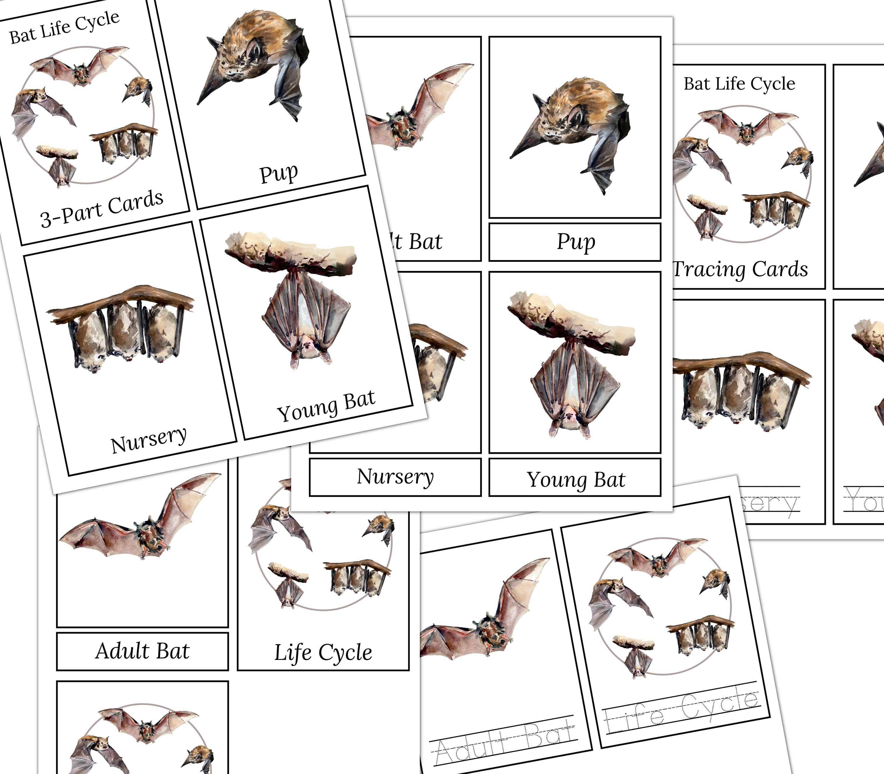 BATS Unit Study Life Cycle Anatomy Nature Study Science - Etsy Australia