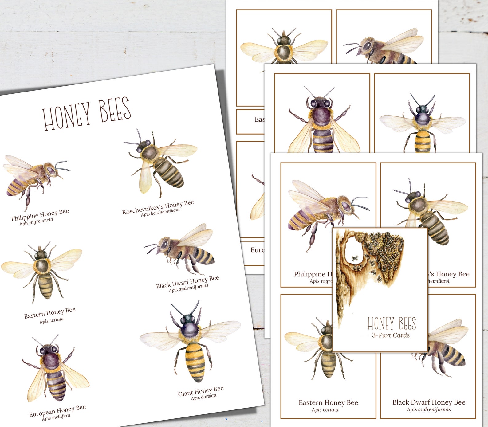 Honey Bees Nature Study Unit: Homeschool Science (INSTANT DOWNLOAD) - Etsy