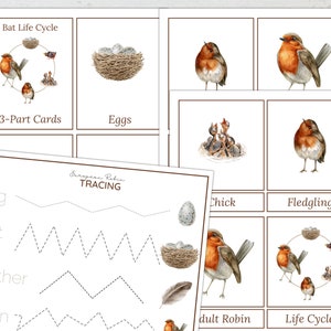 EUROPEAN ROBIN Unit Study, Life Cycle, Anatomy, Nature Study, Science ...