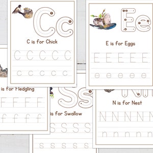 Swallow Unit Study: Homeschool Science, Anatomy & Life Cycle (instant ...