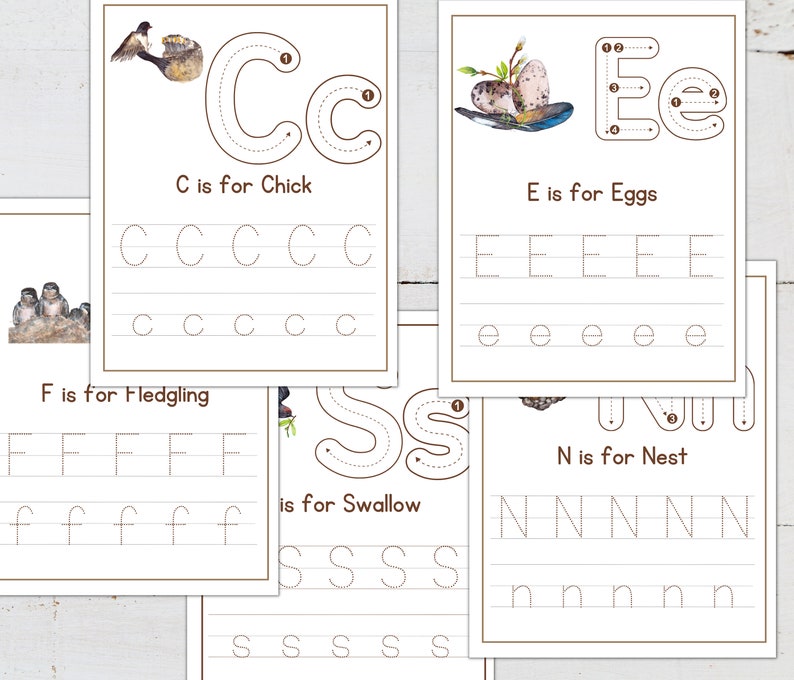 Swallow Unit Study: Homeschool Science, Anatomy & Life Cycle (instant ...