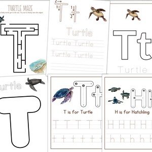 Sea Turtle Unit Study, Life Cycle, Anatomy, Nature Study, Science ...
