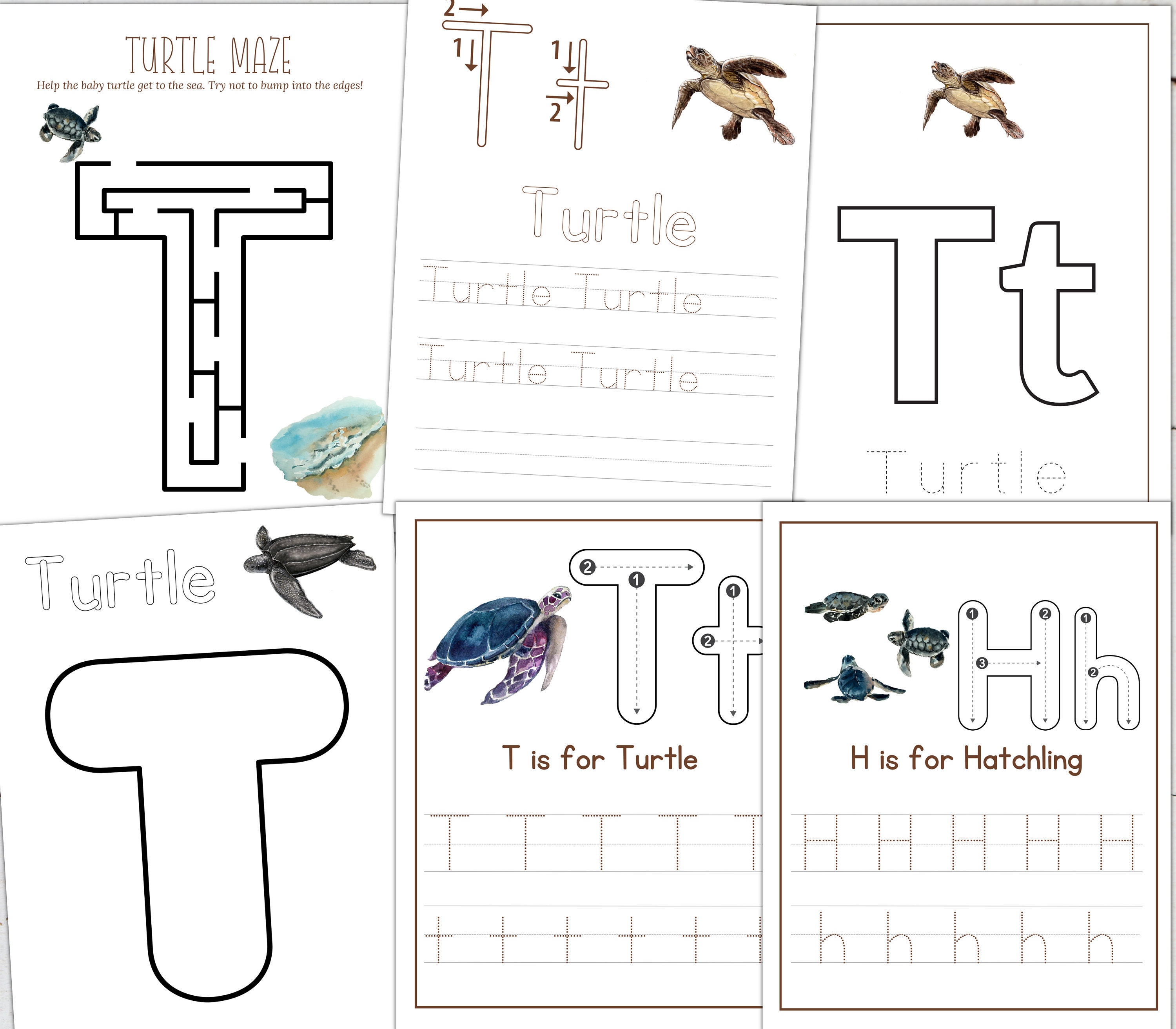 Sea Turtle Unit Study: Homeschool Science Printable (instant Download ...