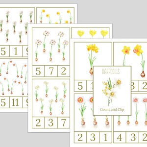 Daffodil Unit Study: Homeschool Science Printable (instant Download) - Etsy
