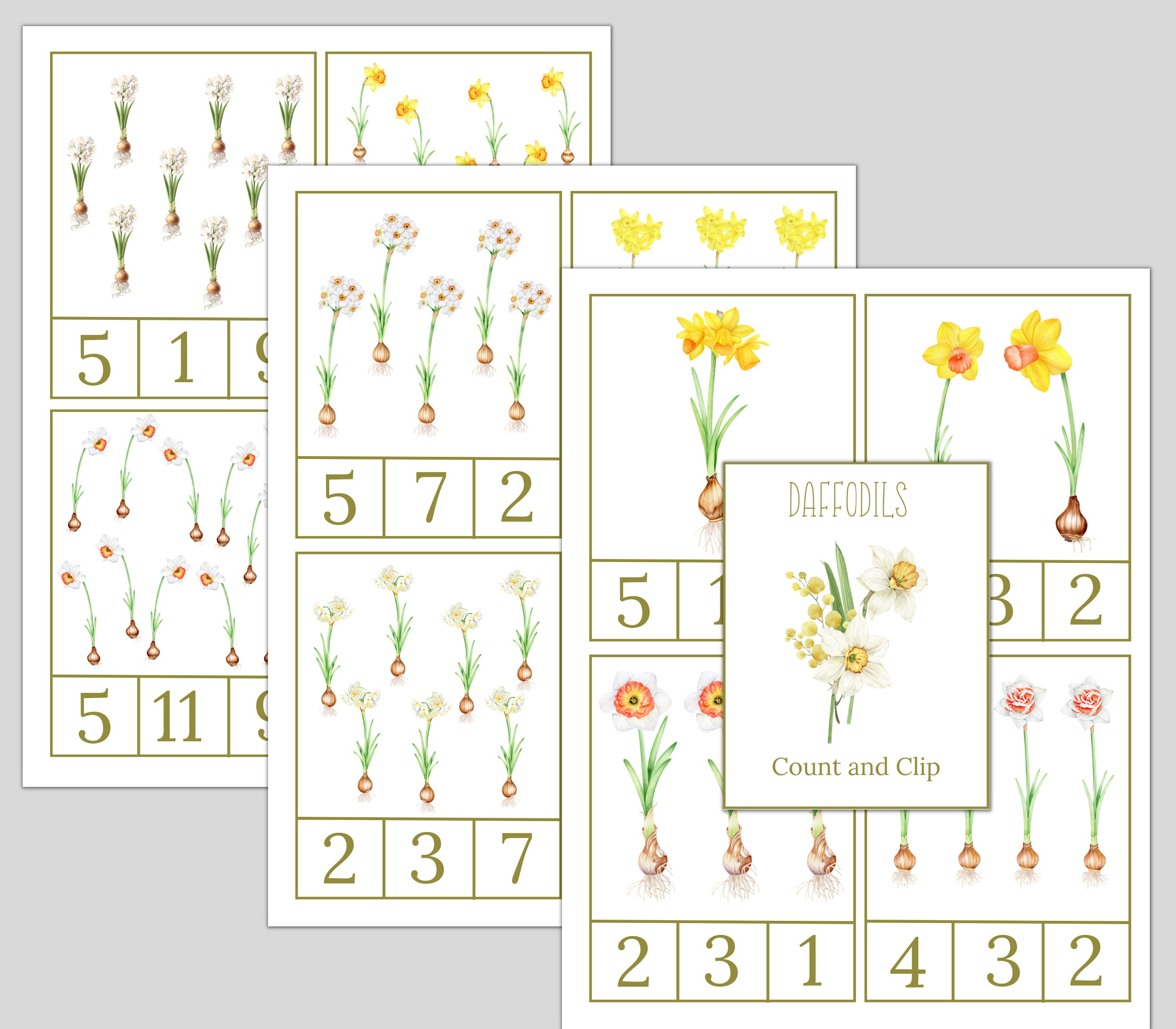 DAFFODIL Unit Study Life Cycle Anatomy Nature Study - Etsy UK