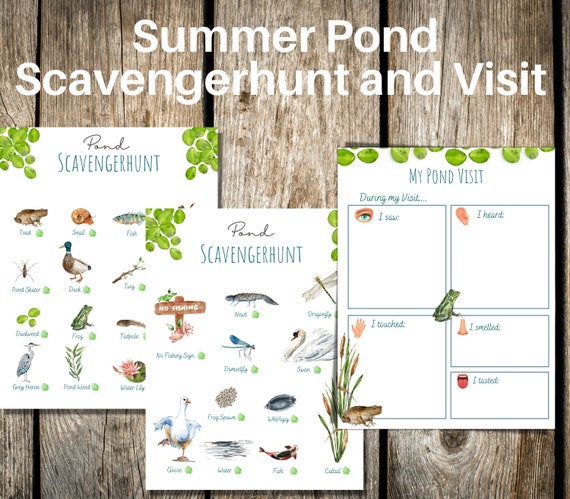 Pond Scavenger Hunt and Pond Walk Observation Activity Pages | Etsy