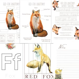 RED FOX Unit Study Life Cycle Anatomy Nature Study - Etsy