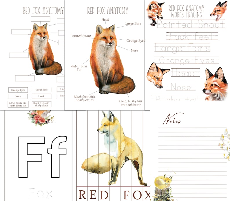 RED FOX Unit Study Life Cycle Anatomy Nature Study - Etsy