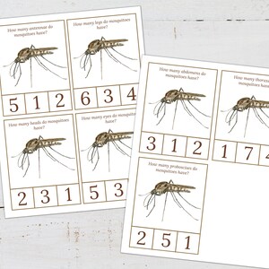 MOSQUITO Unit Study, Life Cycle, Anatomy, Nature Study, Science ...