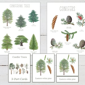 CONIFER TREE Unit Study, Life Cycle, Anatomy, Nature Study, Science ...