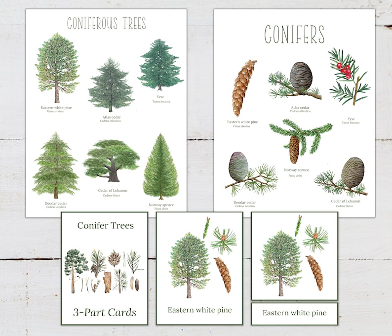 CONIFER TREE Unit Study, Life Cycle, Anatomy, Nature Study, Science ...