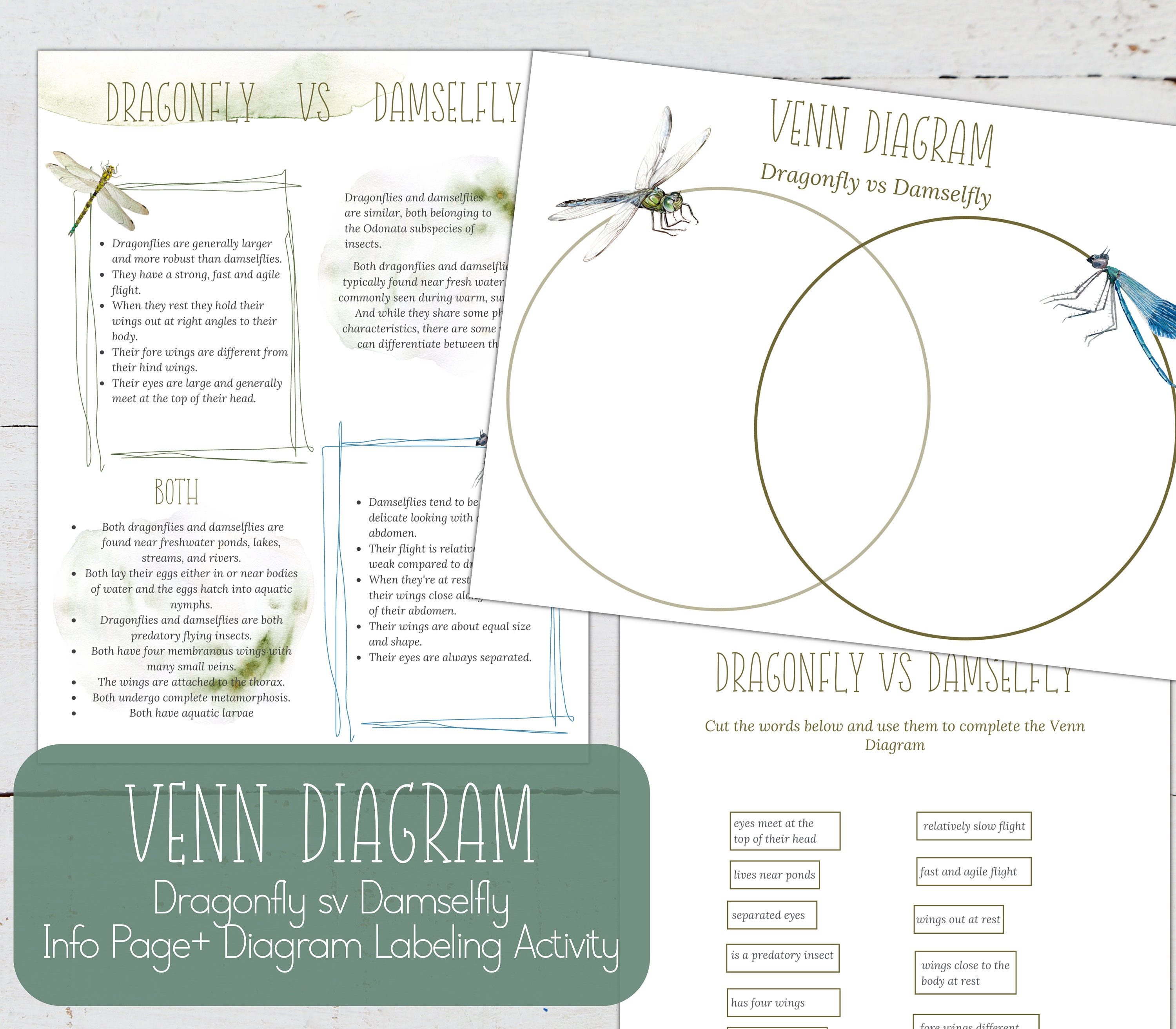 DRAGONFLY Unit Study Life Cycle Anatomy Nature Study - Etsy Australia