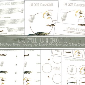 Reptiles Unit Study Bundle: Snakes, Crocodile, Sea Turtle (homeschool ...