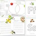 APPLE Unit Study, Life Cycle, Anatomy, Nature Study, Science ...