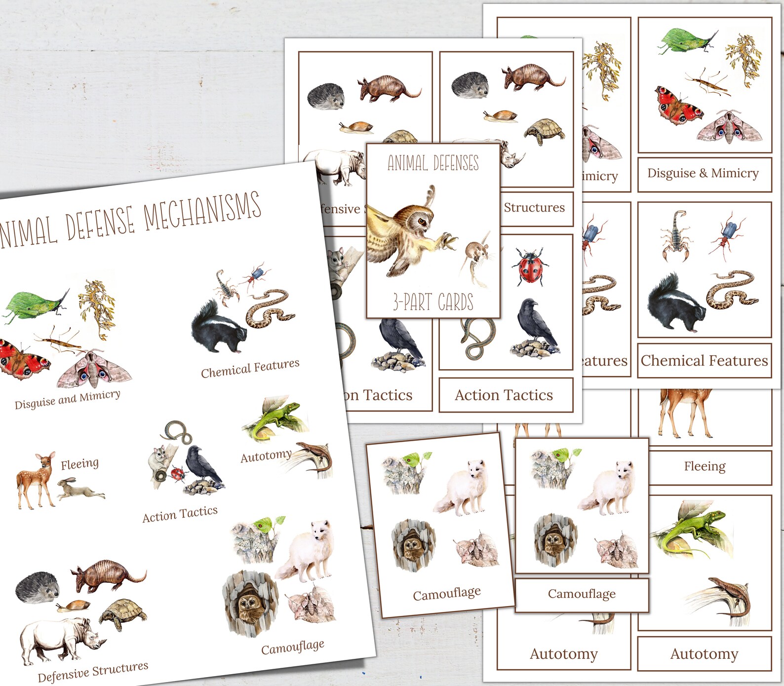 ANIMAL DEFENSES Unit Study, Anatomy, Nature Study, Science, Handwriting ...