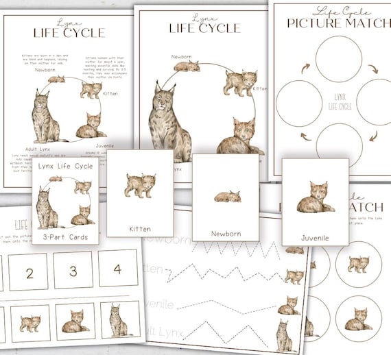 Cat Life Cycle Chart