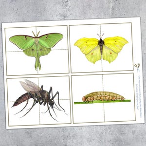 MINIBEASTS Matching Cards, Symmetry Puzzle, Toddler Preschool Activity ...