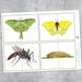 MINIBEASTS Matching Cards, Symmetry Puzzle, Toddler Preschool Activity ...