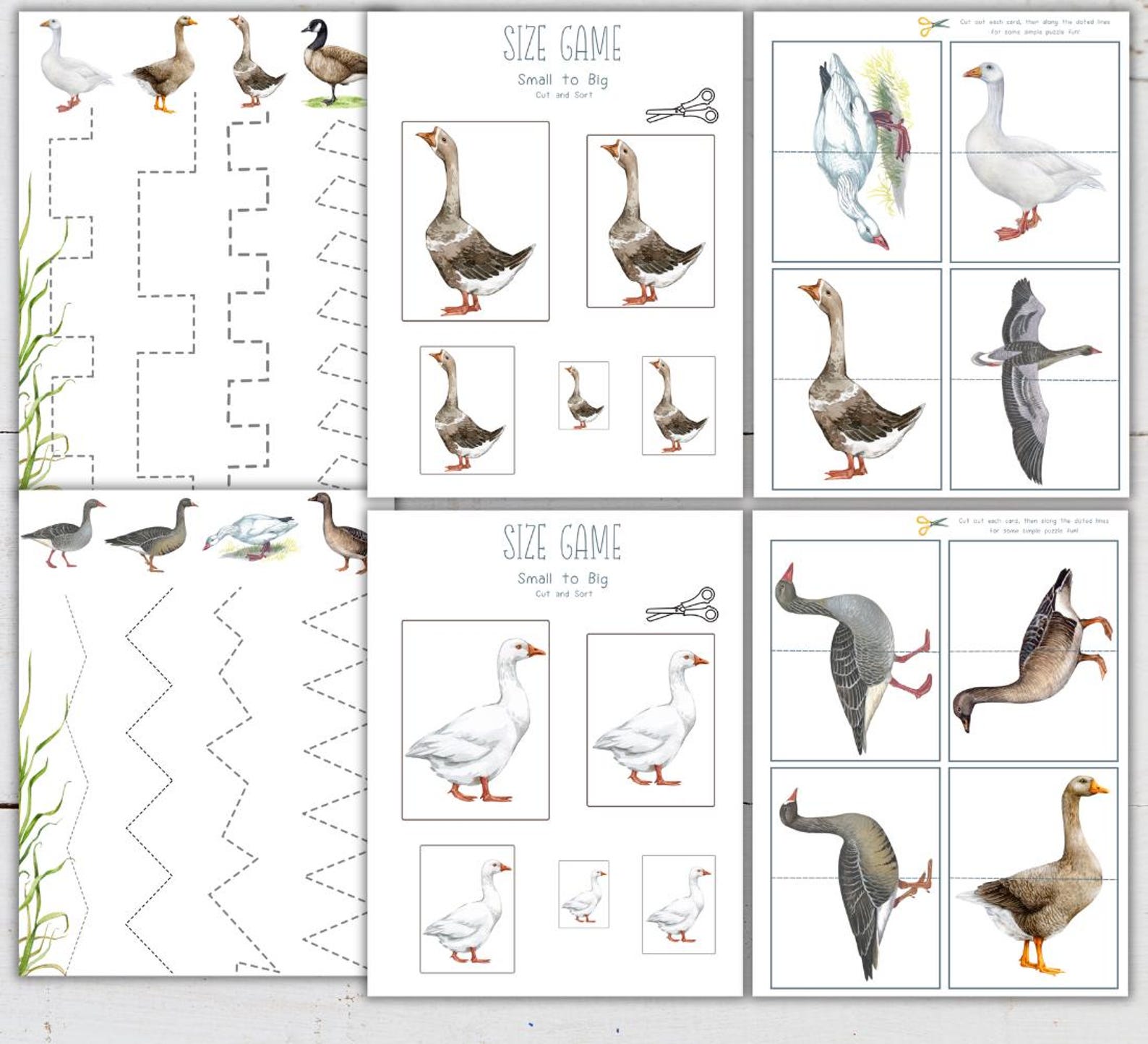 Goose Unit Study: Life Cycle, Anatomy, and Activities (homeschool ...
