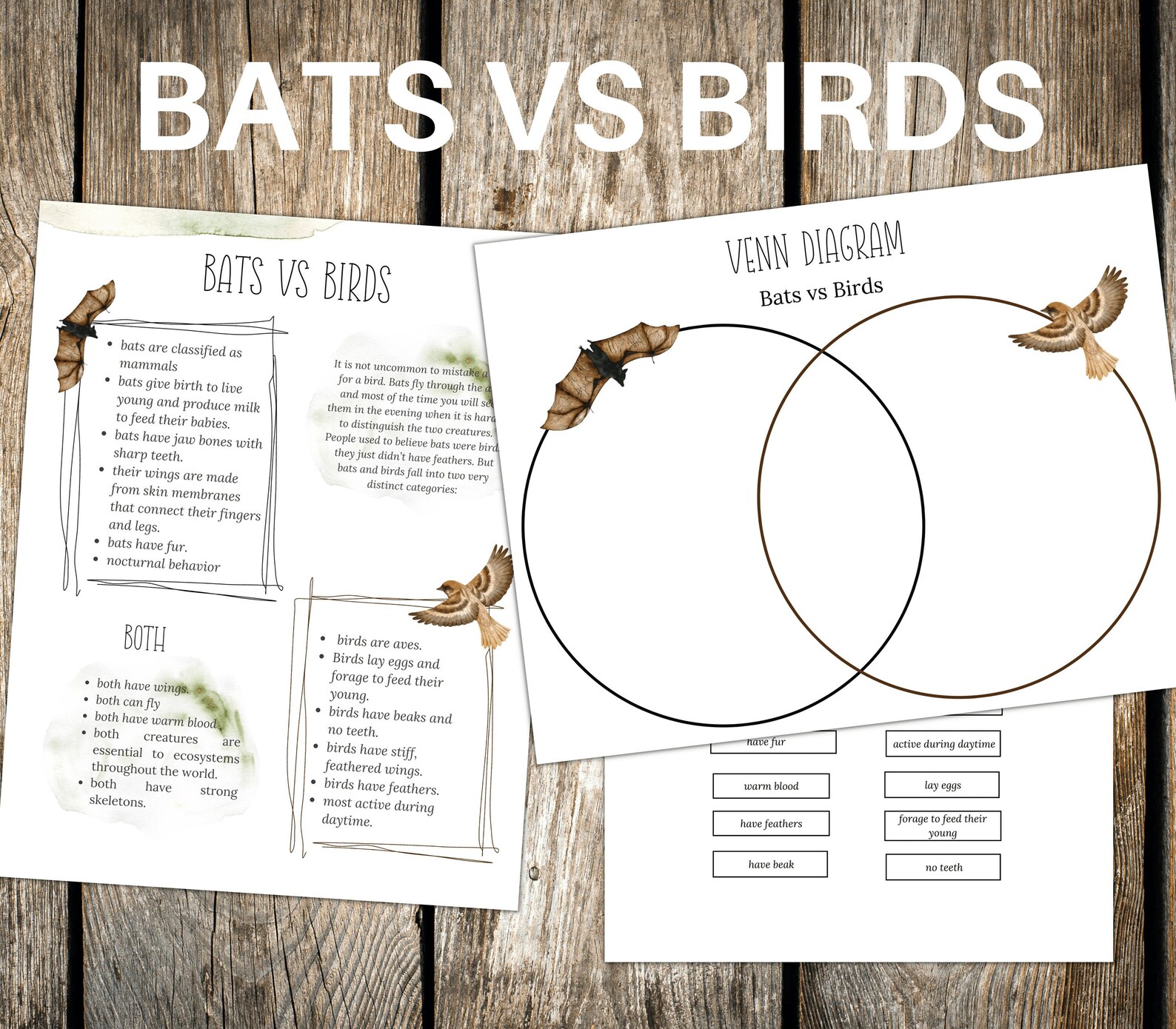 BATS Vs BIRDS Venn Diagram Activity Homeschool Montessori - Etsy