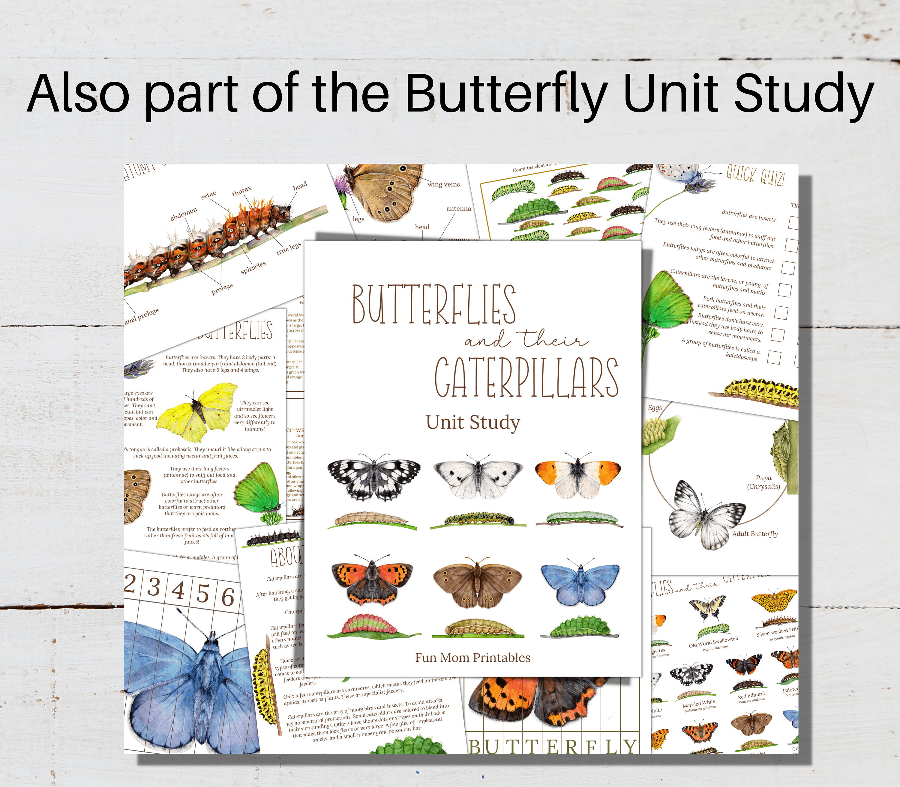 BUTTERFLY Anatomy Poster Labeling and Tracing Activities - Etsy