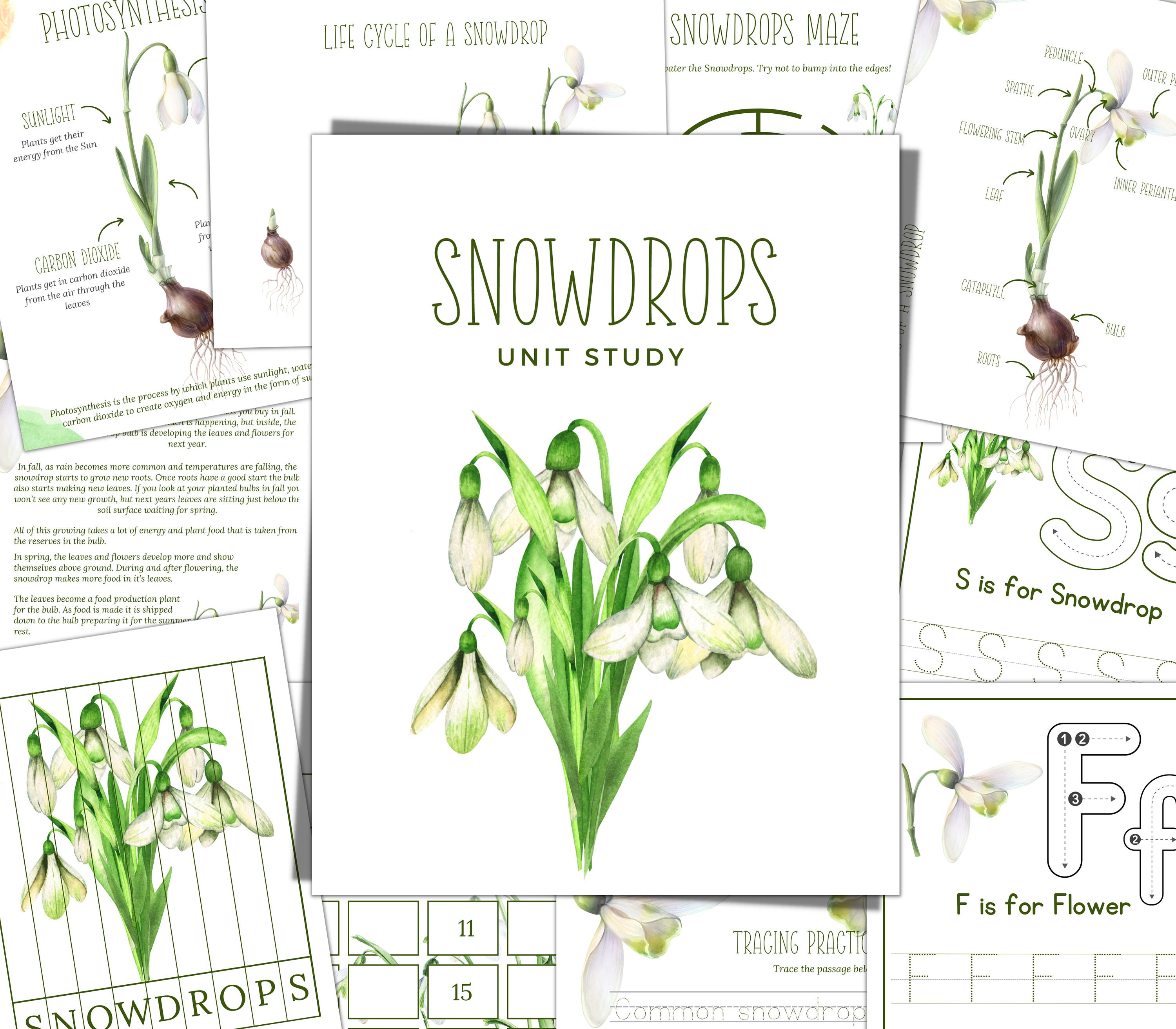 SNOWDROP Unit Study Life Cycle Anatomy Nature Study - Etsy UK