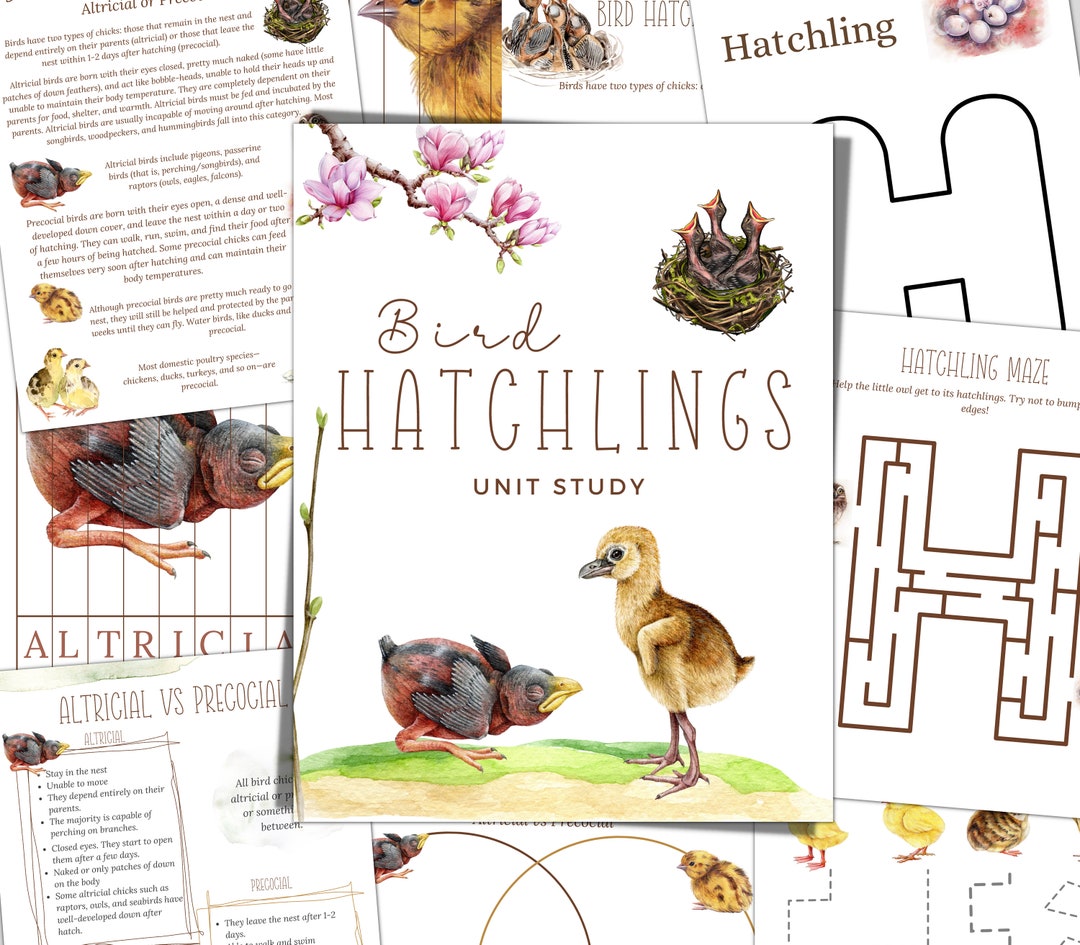 BIRD HATCHLINGS Unit Study, Altricial and Precocial Bird Hatchlings ...