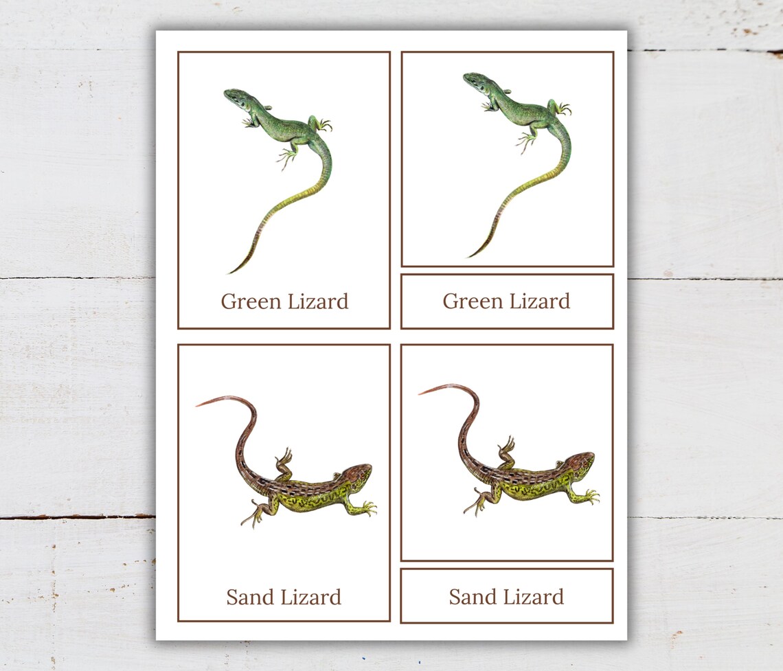 Lizards Mini Poster: Montessori Fact Cards & 3-part Cards (digital ...