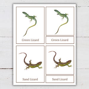 LIZARDS Mini Poster, Fact Cards and 3 Part Cards, Nature, Digital DIY ...
