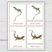 LIZARDS Mini Poster, Fact Cards and 3 Part Cards, Nature, Digital DIY ...