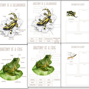 AMPHIBIANS Unit Study, Life Cycle, Anatomy, Nature Study, Science ...