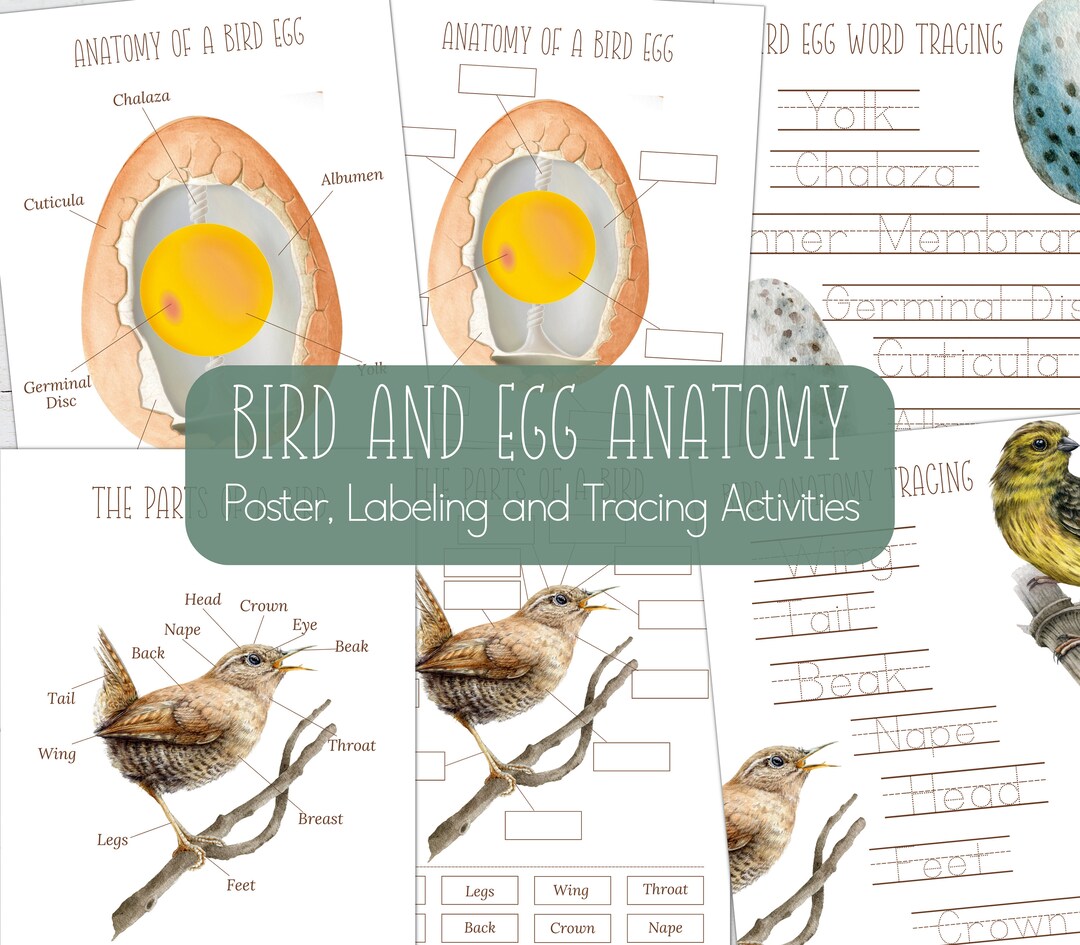 BIRD AND EGG Anatomy, Poster, Labeling and Tracing Activity, Bird Study ...