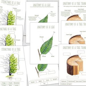 DECIDUOUS TREES Unit Study, Life Cycle, Anatomy, Nature Study, Science ...