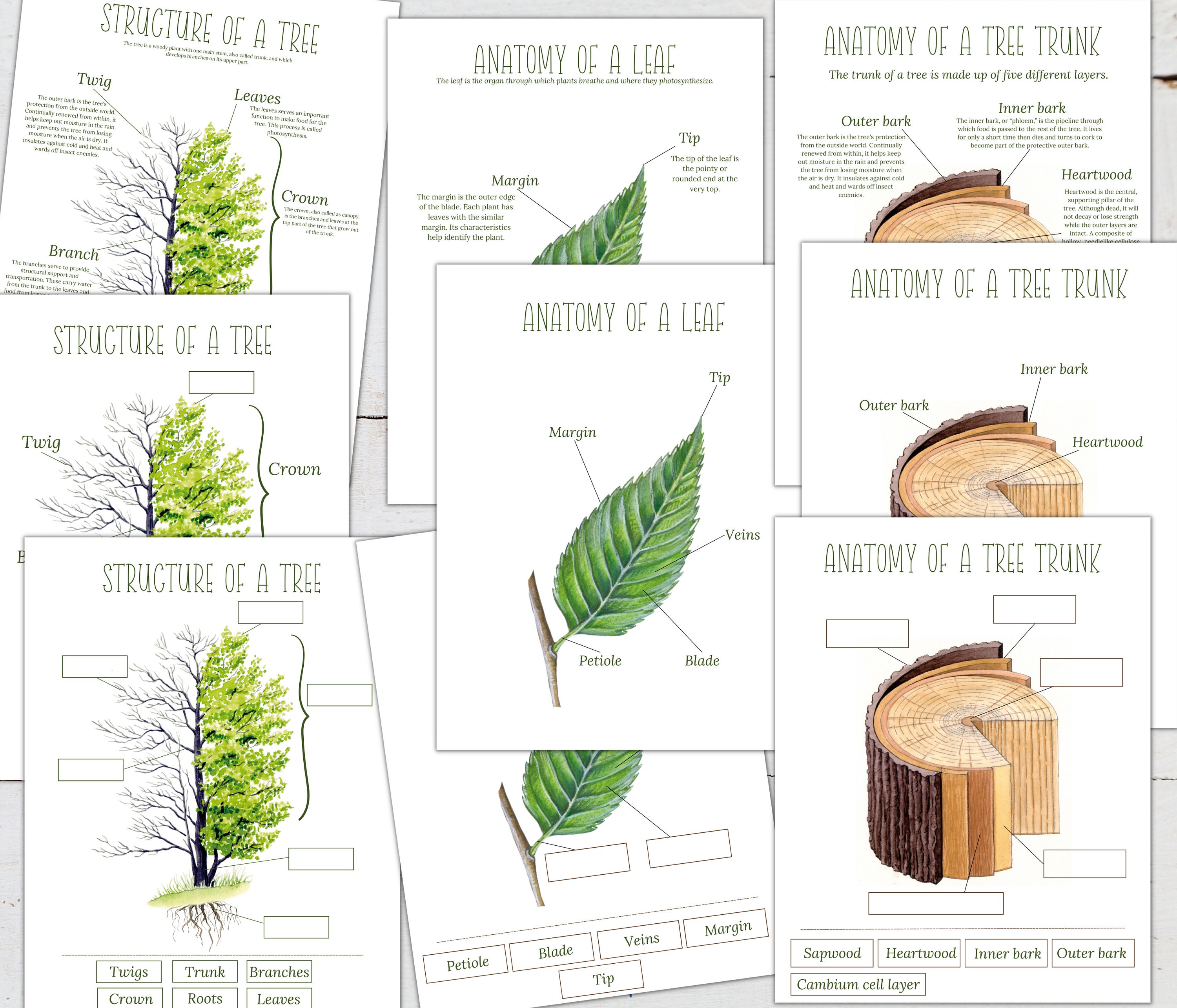 DECIDUOUS TREES Unit Study, Life Cycle, Anatomy, Nature Study, Science ...