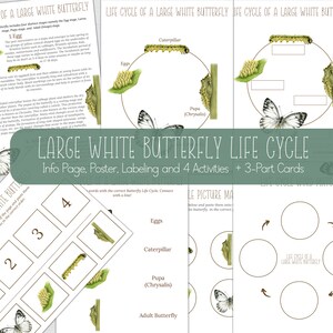Butterflies and Their Caterpillars Unit Study, Life Cycle, Anatomy ...